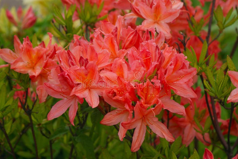 Red Azalea. Blooming Spring Flowers Stock Image - Image of azalea ...