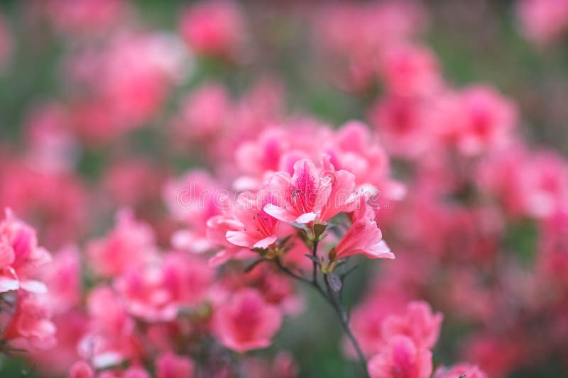 An Red Azalea, Azalea Blooming on Tree Stock Photo - Image of leaf ...
