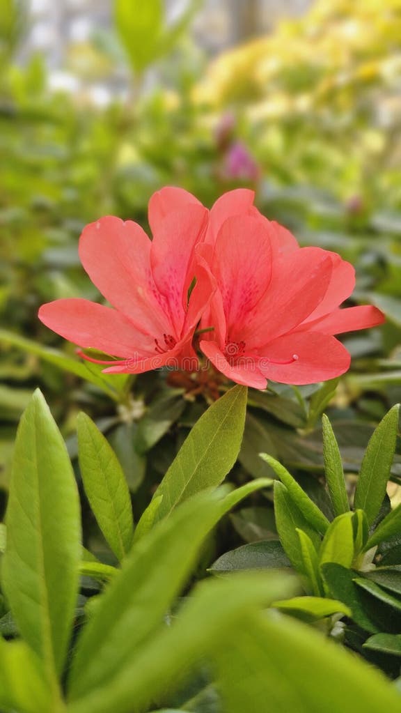 Red azalea flower stock image. Image of azalea, beautifulflower - 375317705