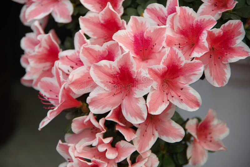 Red azalea stock image. Image of azaleas, plant, azalea - 85547171