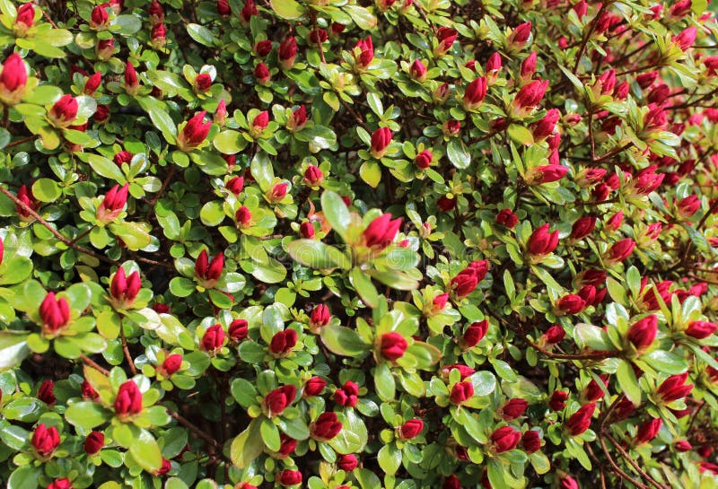 Red azalea flower buds stock image. Image of azalea - 115485395