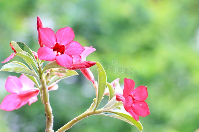 Red Azalea Flowers Beautiful Stock Image - Image of petal, blossom ...