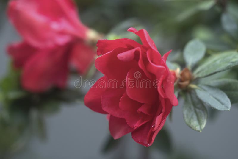 Red Azalea flowers stock image. Image of plant, color - 227326301