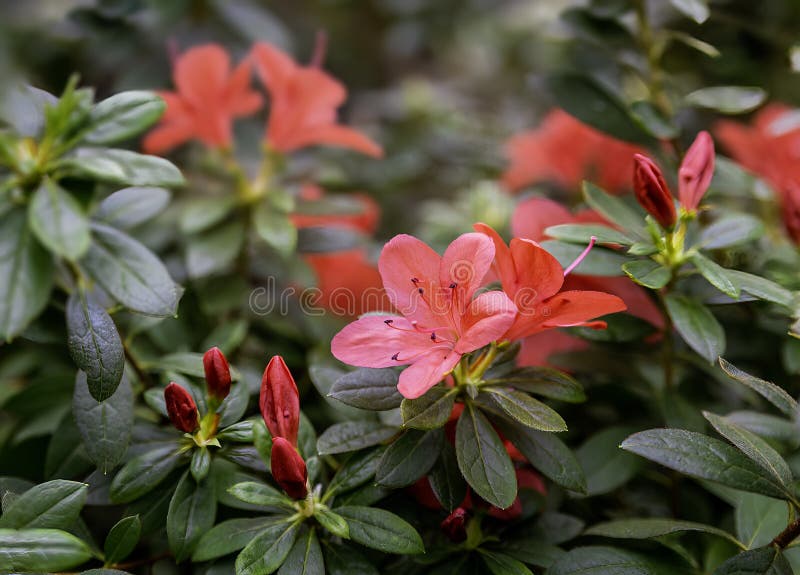 Red Azalea Flowers and Buds Stock Photo - Image of grouthflora, beauty ...