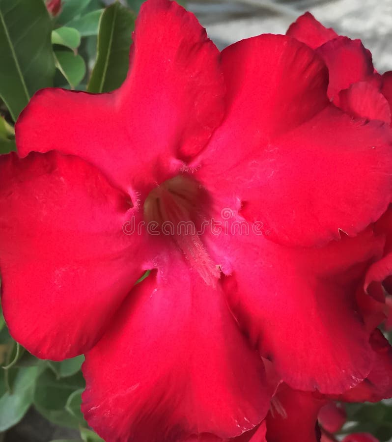 Red Azalea flowers stock image. Image of multicolored - 92442885