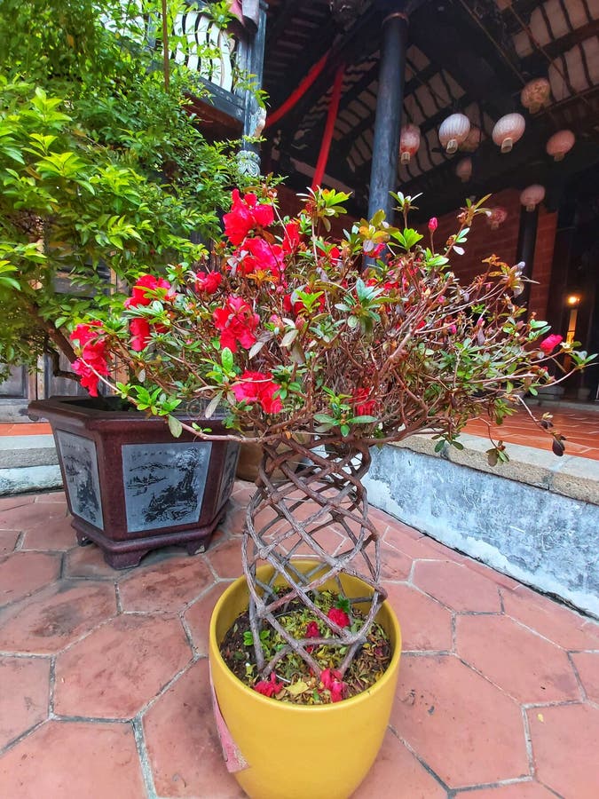 This Red Azalea Has a Bright Red Betel Flower Stock Image - Image of ...