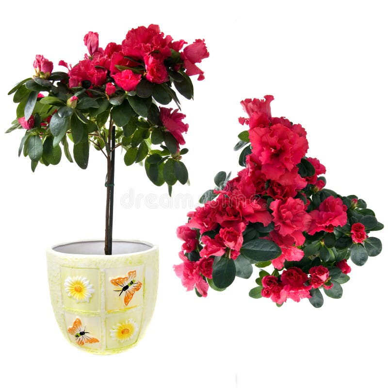 Red Azalea in Pot Isolated on White Stock Image - Image of birthday ...