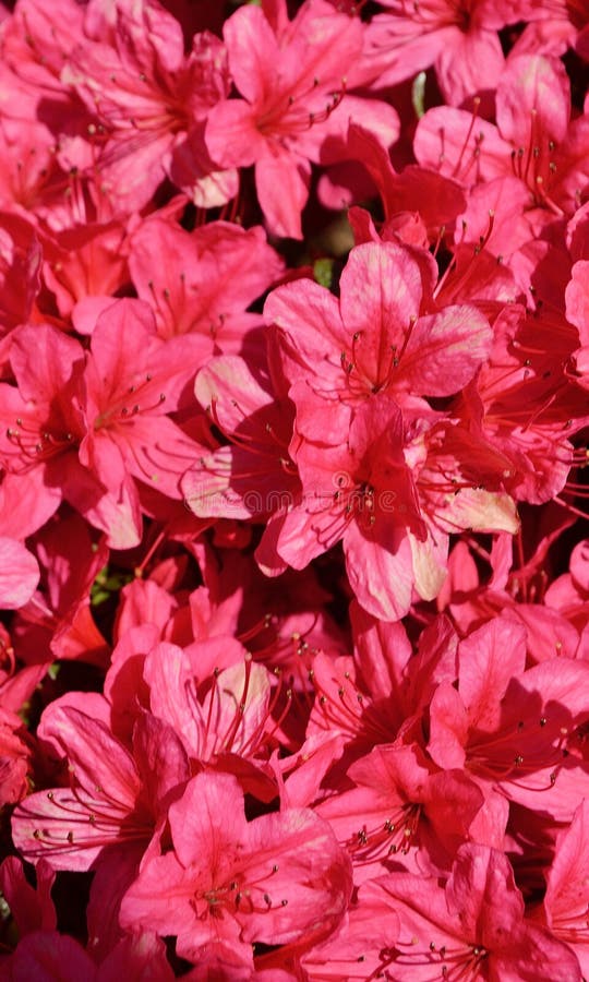 Red Azaleas in the Garden at Spring Time Stock Image - Image of flowers ...