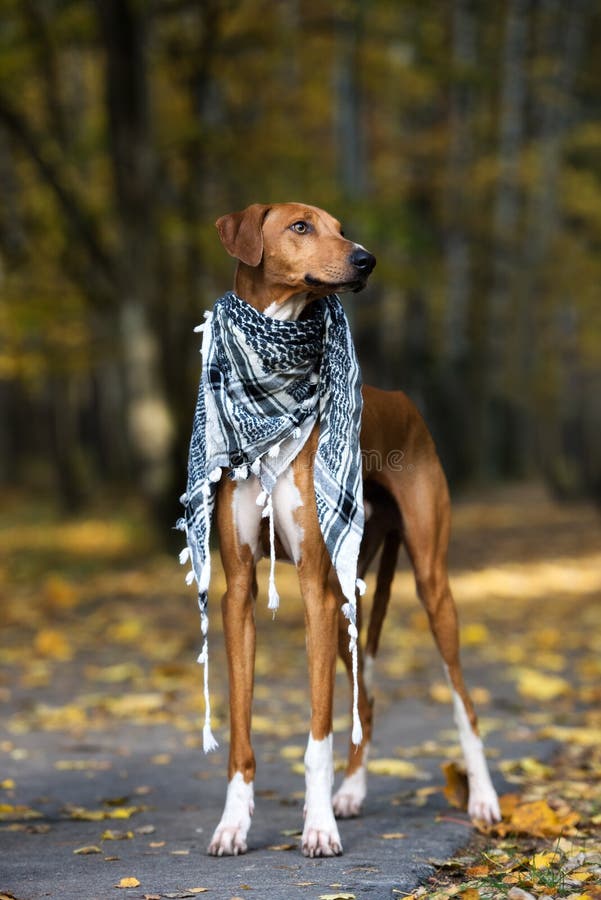 Red Azawakh Dog Posing Outdoors in Autumn Stock Photo - Image of ...