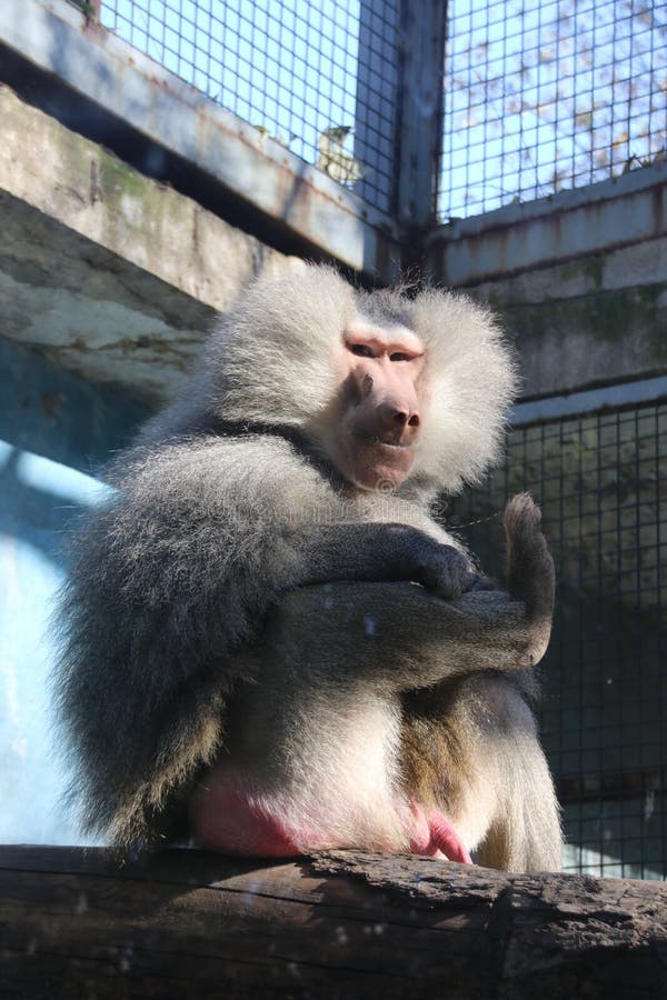 Red Baboon, Papio Hamadryas Subsp. Stock Photo - Image of subsp, mammal ...