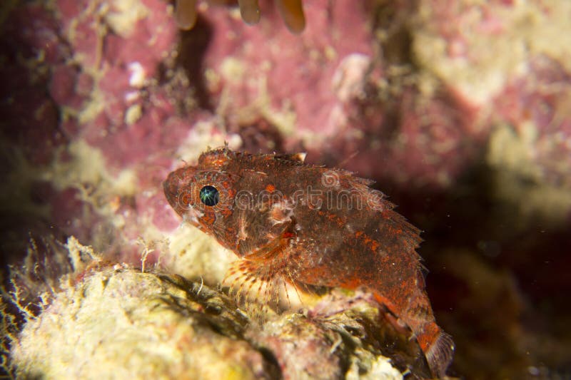 Baby with pet fish stock photo. Image of child, happy - 5538854