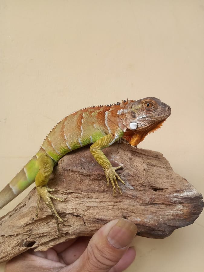 Red baby iguana stock photo. Image of reptile, male - 279267690