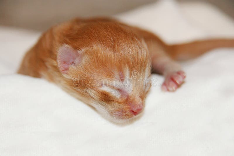 Red babycat stock image. Image of babycat, baby, kitten - 27777019
