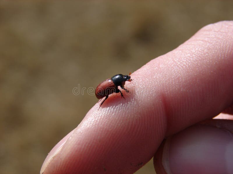 Red back beetle stock image. Image of outdoors, closeup - 697479
