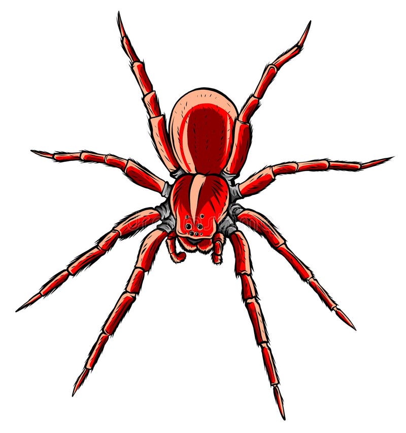 Red Back Spider, Illustration and Simple Design. Stock Vector ...