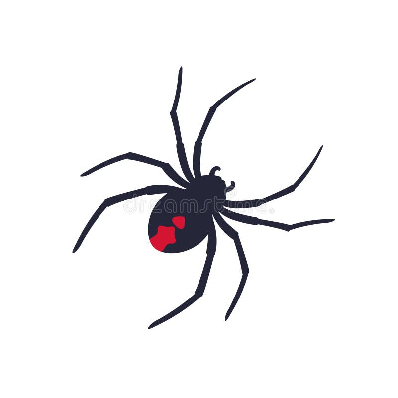 Red Back Spider on White, Vector Art Stock Vector - Illustration of ...