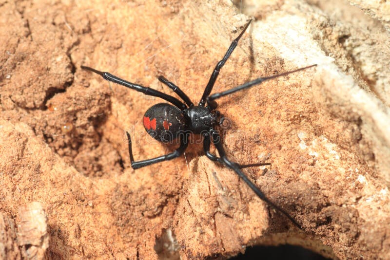 Red-back widow spider stock image. Image of nature, spider - 41369775