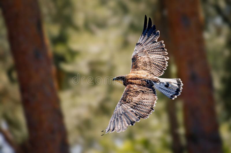 Geranoaetus Polyosoma or Buteo Polyosoma, is a Species of ...