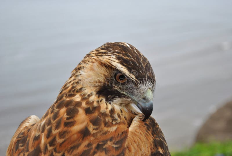 Red-backed Hawk, Buteo Polyosoma Stock Photo - Image of buteo, bird ...