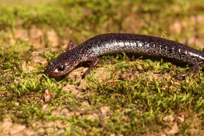 Grotto Salamander, Eurycea Spelaea Stock Image - Image of spelaea ...