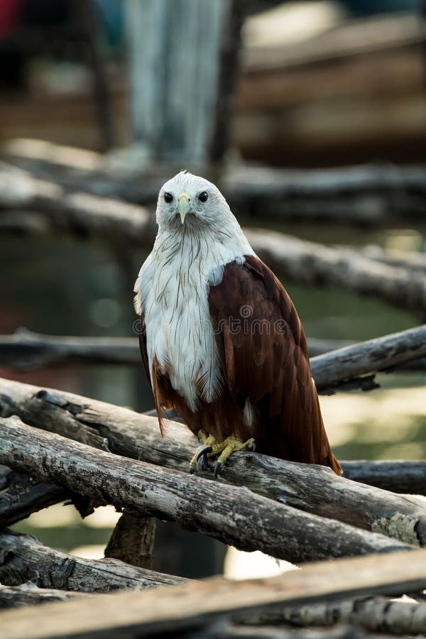 Red-backed sea eagle stock image. Image of feather, young - 138699105