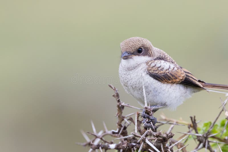 Red-backed Shrike Bird Close Up on the Tree Branch Stock Image - Image ...