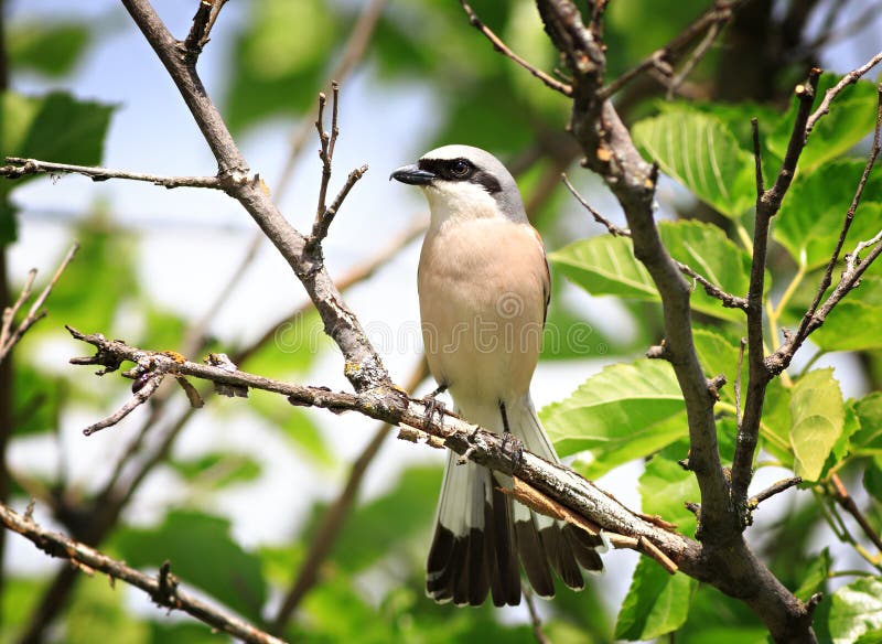 Red-backed Shrike in the Foliage of a Tree. Stock Image - Image of ...