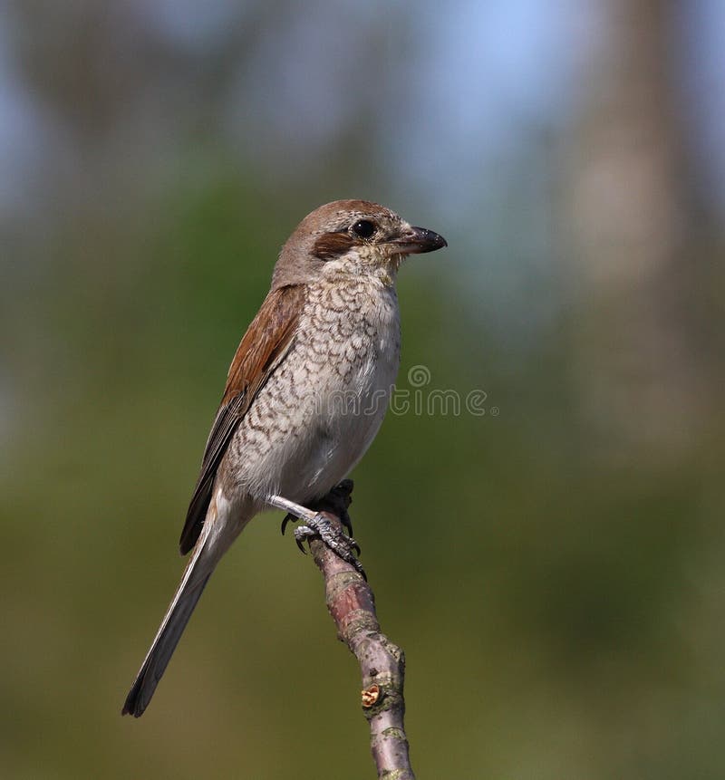 Red-backed shrike stock image. Image of shrike, branch - 84476533