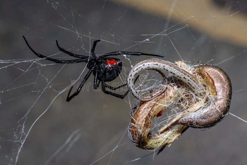 Red-backed Spider stock photo. Image of hasselti, australia - 303525606