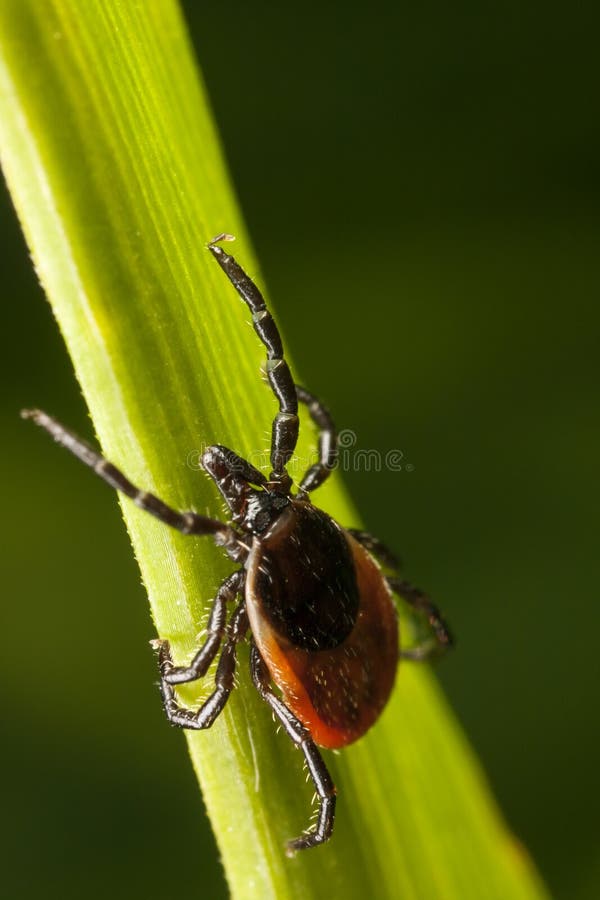 Red Backed Tick on Green Leaf Stock Image - Image of stalk, small: 25435159