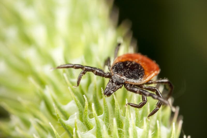 Red Backed Tick on Green Plant Stock Image - Image of tick, arachnidae ...