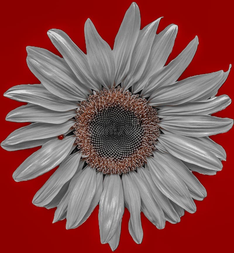 Traci Abner (Abnertraci) - Illustrations