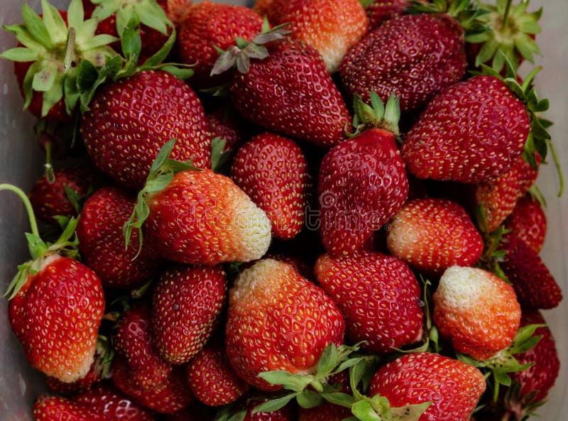 Red Background of Ripe Strawberries. Top View. Close Up, Stock Photo ...