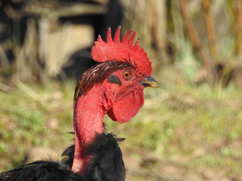 111 Bald Rooster Stock Photos - Free & Royalty-Free Stock Photos from ...