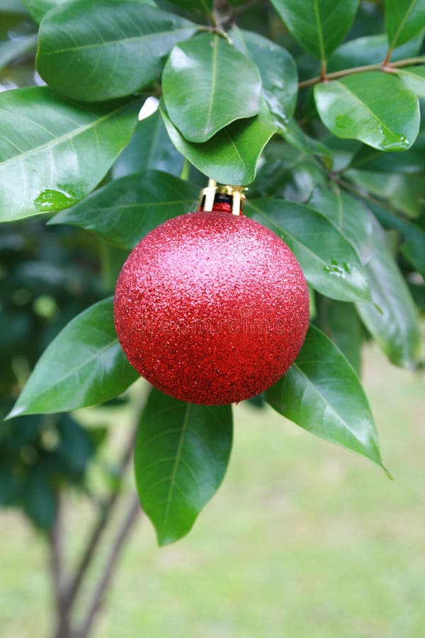 Red ball stock image. Image of christmas, winter, happiness - 17568005