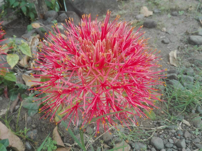 Red Ball Flower in the Ground Stock Photo - Image of green, ground ...