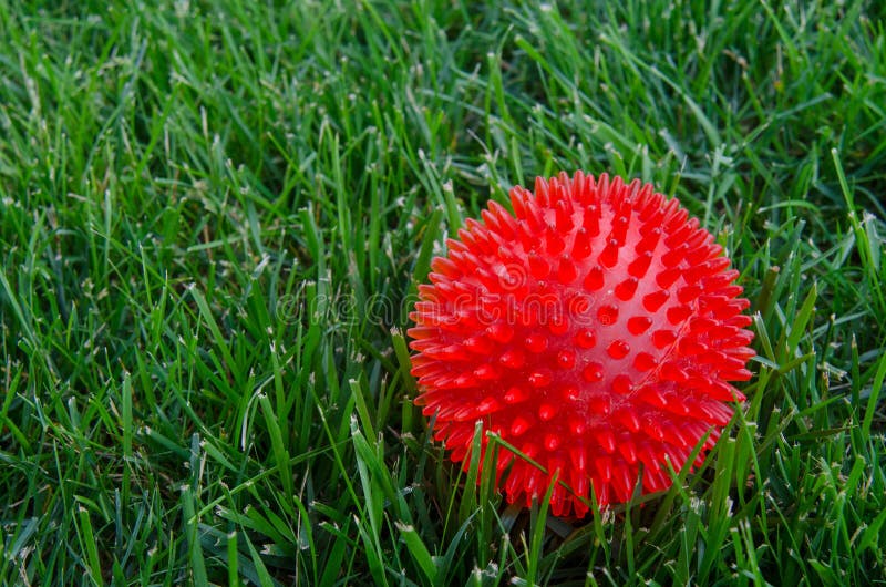 Red ball in grass stock image. Image of rubber, pointy - 42660861
