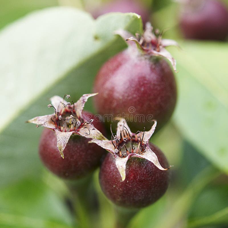 Red Ball Plant stock photo. Image of plant, burgundy - 39159896