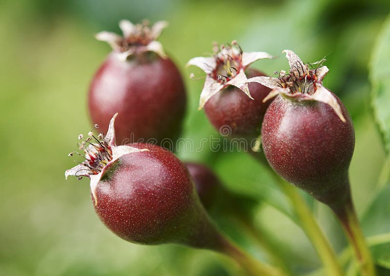 Red Ball Plant stock image. Image of burgundy, spring - 39159905