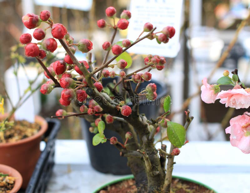 A red ball plant stock image. Image of spring, leaf, flower - 89260127