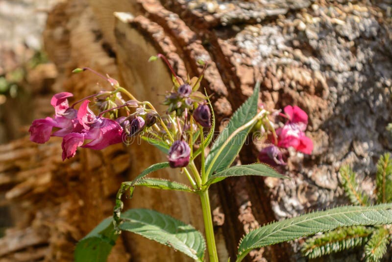 Red balsam - close-up stock image. Image of impatiens - 184152303