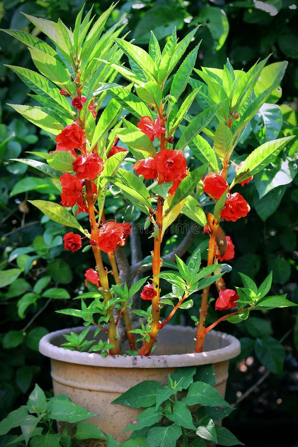 Red Balsam Flower Growing on Pot Stock Photo - Image of gardening ...