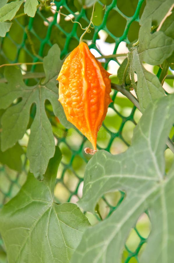 Momordica Charantia, Bitter Melon or Balsam Pear Fruit Stock Image ...