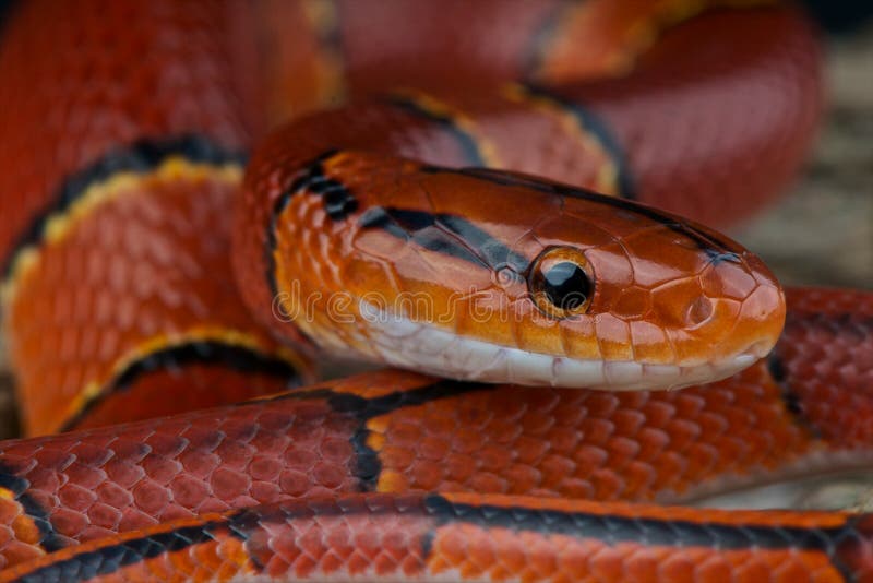 Red bamboo rat snake stock image. Image of reptiles, indonesia - 24143015