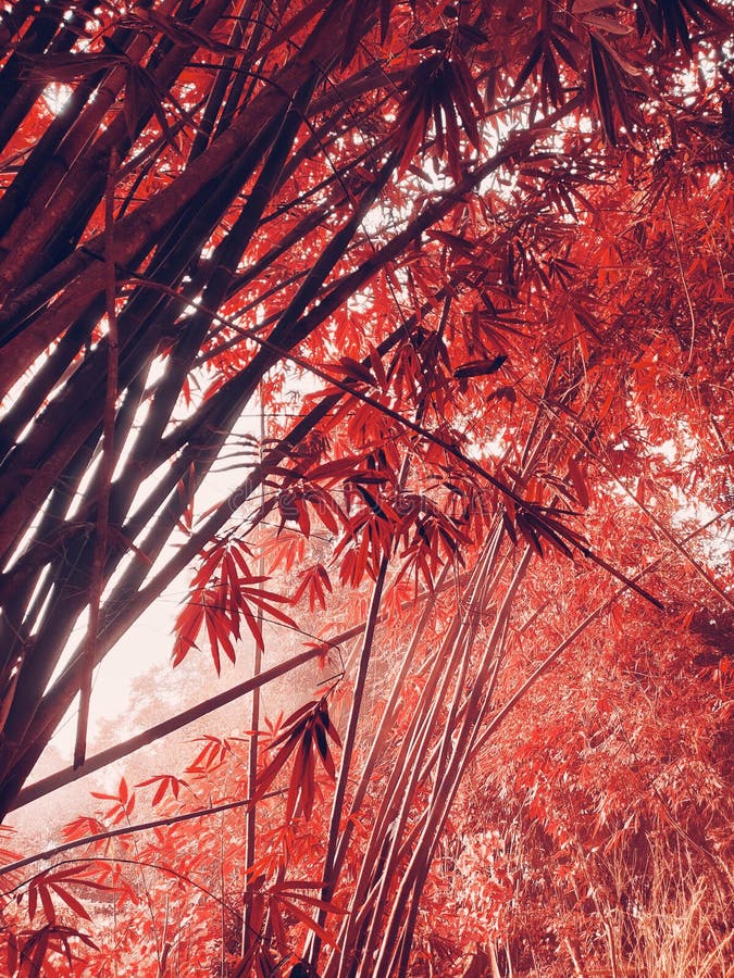 Red Bamboo Trees Have Green and Shady Leaves Stock Photo - Image of ...