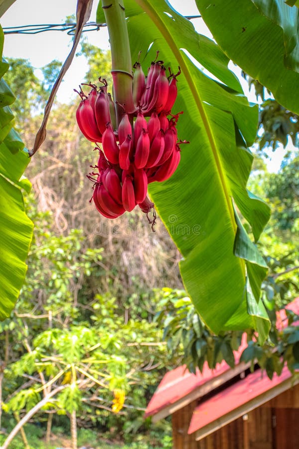 Banana Tree with a Bunch of Bananas Stock Photo - Image of beautiful ...