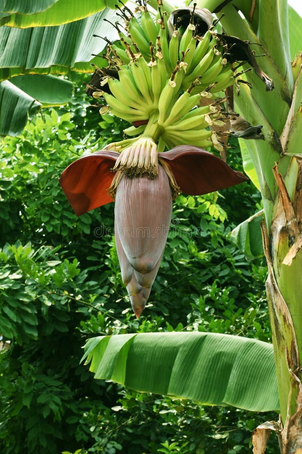 Red Banana Flowers on the Tree Stock Photo - Image of culture, tropical ...