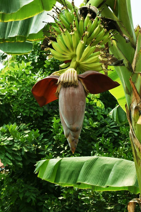 Red Banana Flowers on the Tree Stock Photo - Image of nature, green ...