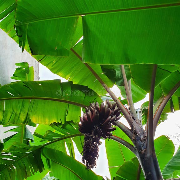 Red Banana Grown in the Backyard Stock Image - Image of banana, back ...