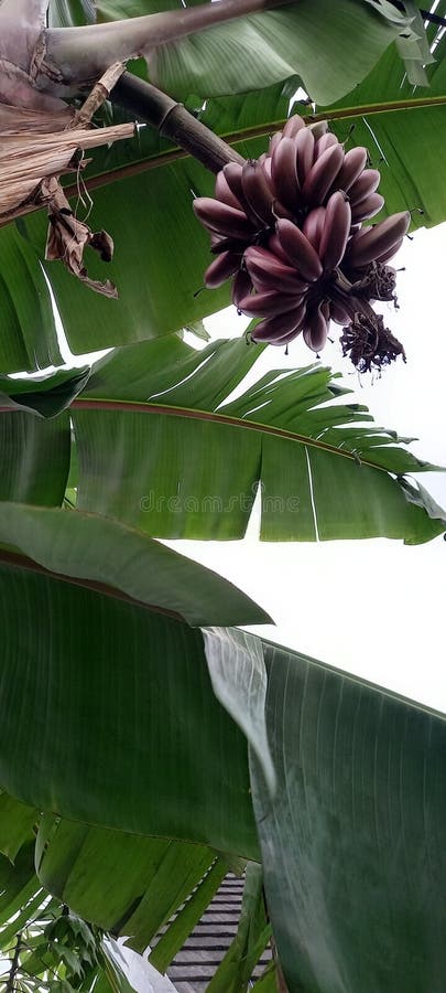 Red Banana or Musa Acuminata Cultivited in Central Java, Indonesia ...